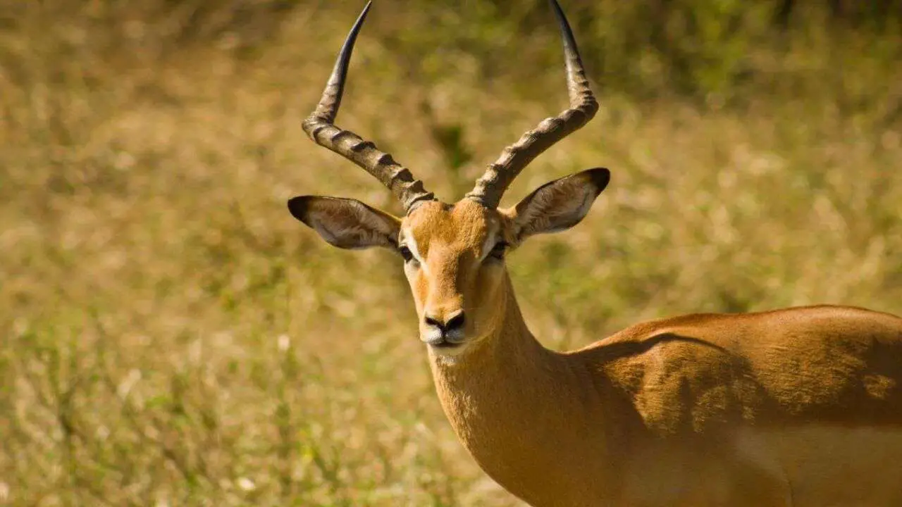 What Do Antelopes Eat [Dietary habits of Antelopes]
