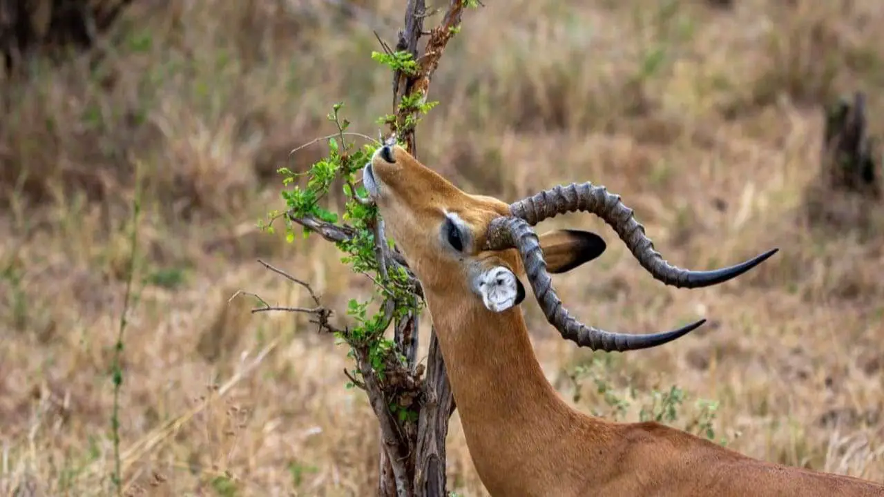 What Do Antelopes Eat [Dietary habits of Antelopes]
