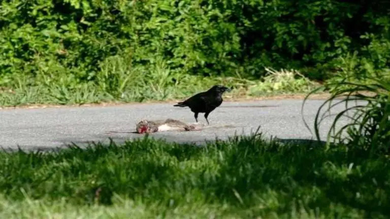 WHAT DO CROWS EAT [FOOD HABITS OF CROWS]