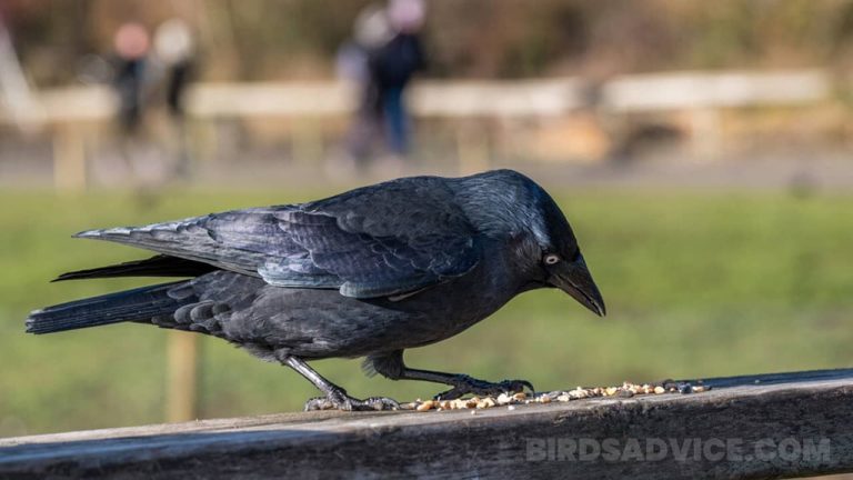 WHAT DO CROWS EAT [FOOD HABITS OF CROWS]