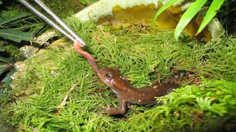What Do Salamanders Eat [Salamander's Diet Year-Round]