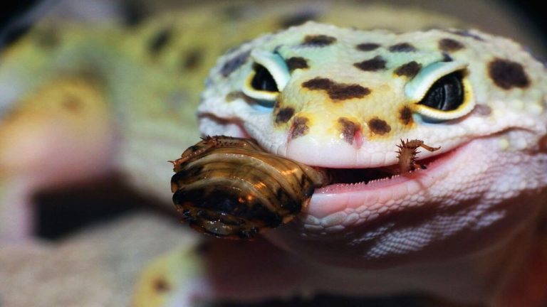 What Do Geckos Eat [Gecko's Food habit year-round]