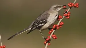 What Do Mockingbirds Eat [Year-Round Food Habits]