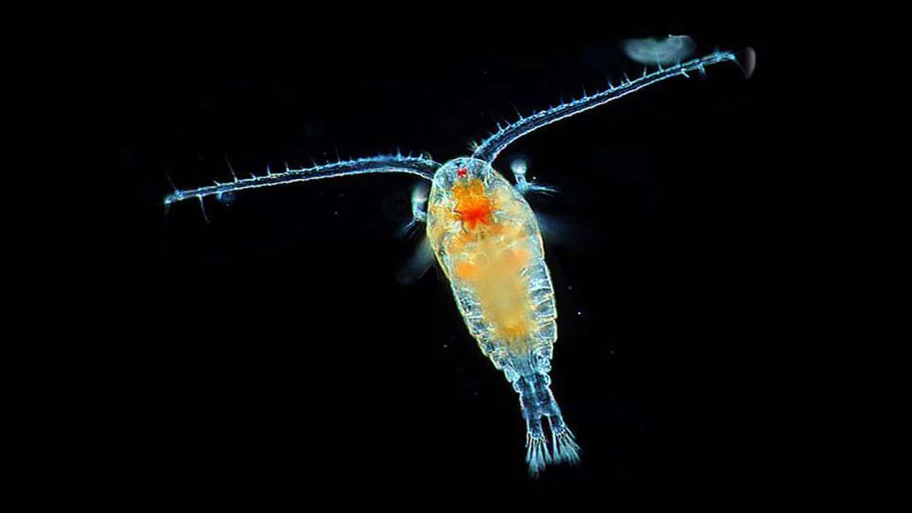 What Do Plankton Eat [Dietary habits of Plankton]