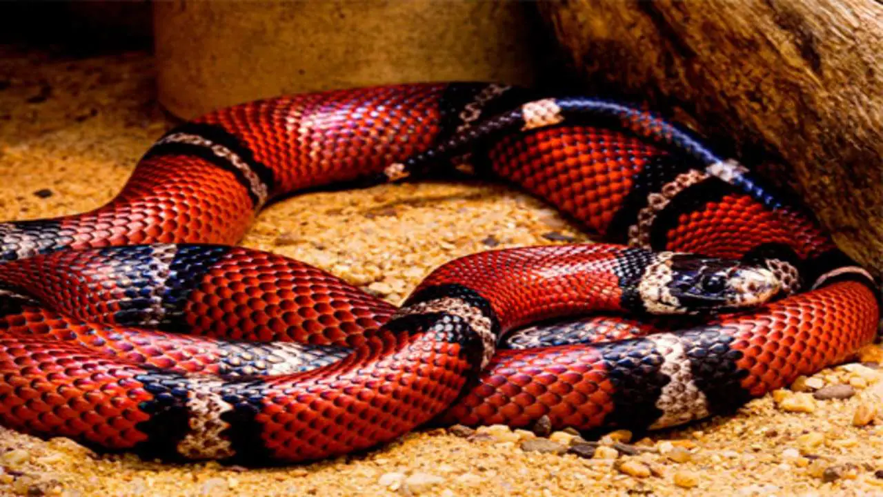What Do Kingsnakes Eat [Year-Round Food Habits] - Feeding Nature