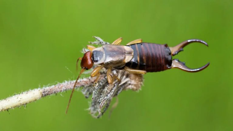 What Do Earwigs Eat [Year-Round Food Habits]