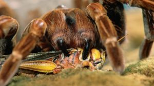 What Do Tarantulas Eat [Food Habits of Tarantulas]