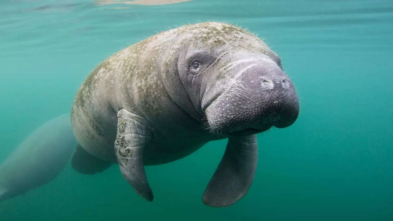What Do Manatees Eat [Food Habits of Manatee]