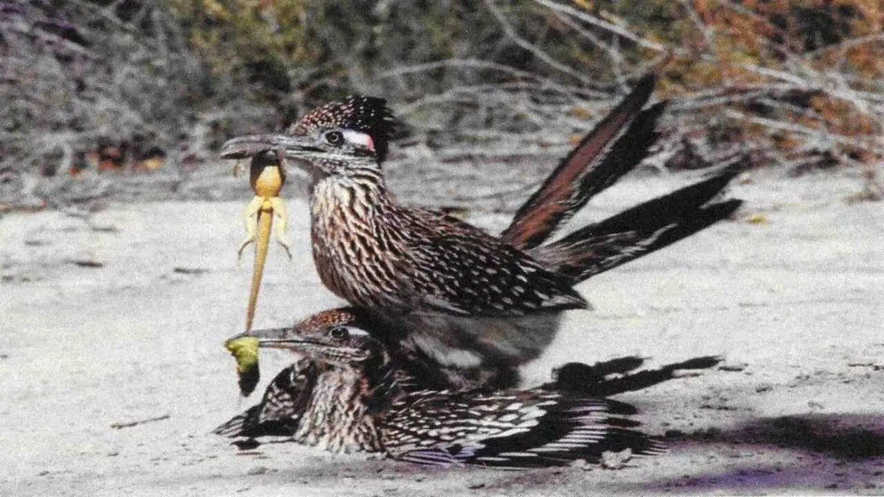 What Do Roadrunners Eat [Diet & Facts]