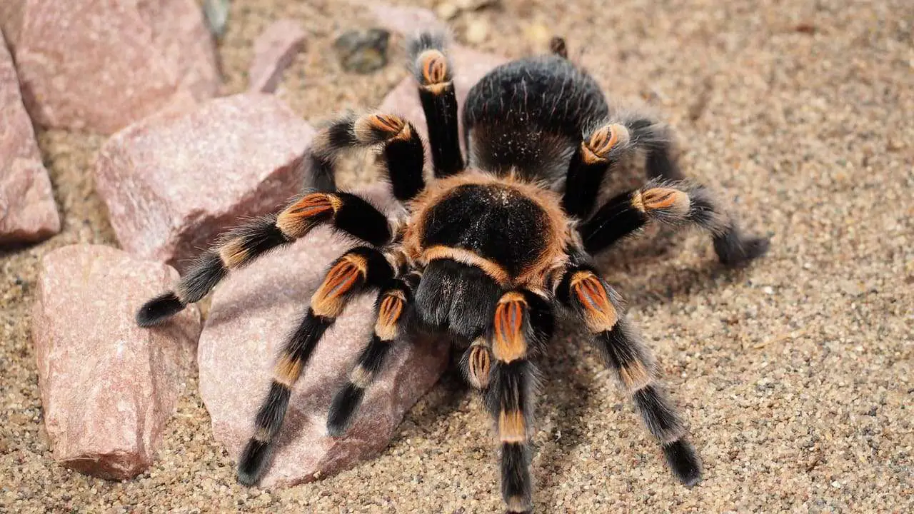 What Do Tarantulas Eat [Food Habits of Tarantulas]
