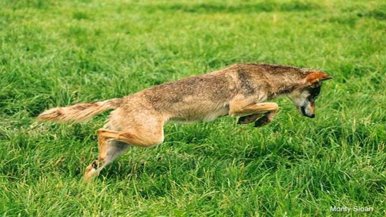 What Do Wolves Eat [15+ Foods They Feed On] - Feeding Nature