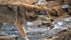 What Do Wolves Eat [15+ Foods They Feed On] - Feeding Nature