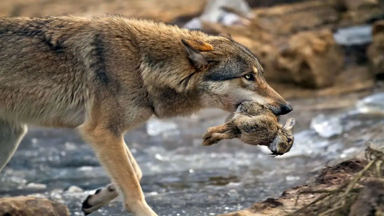 What Do Wolves Eat [15+ Foods They Feed On] - Feeding Nature