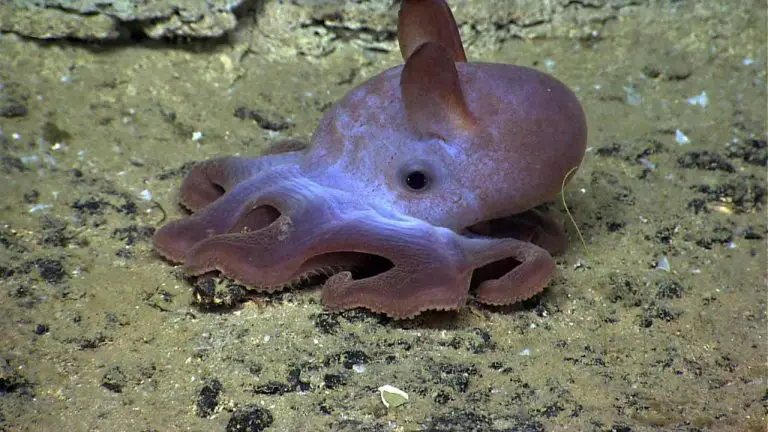 What Do Dumbo Octopus Eat [Diet & Facts] - Feeding Nature