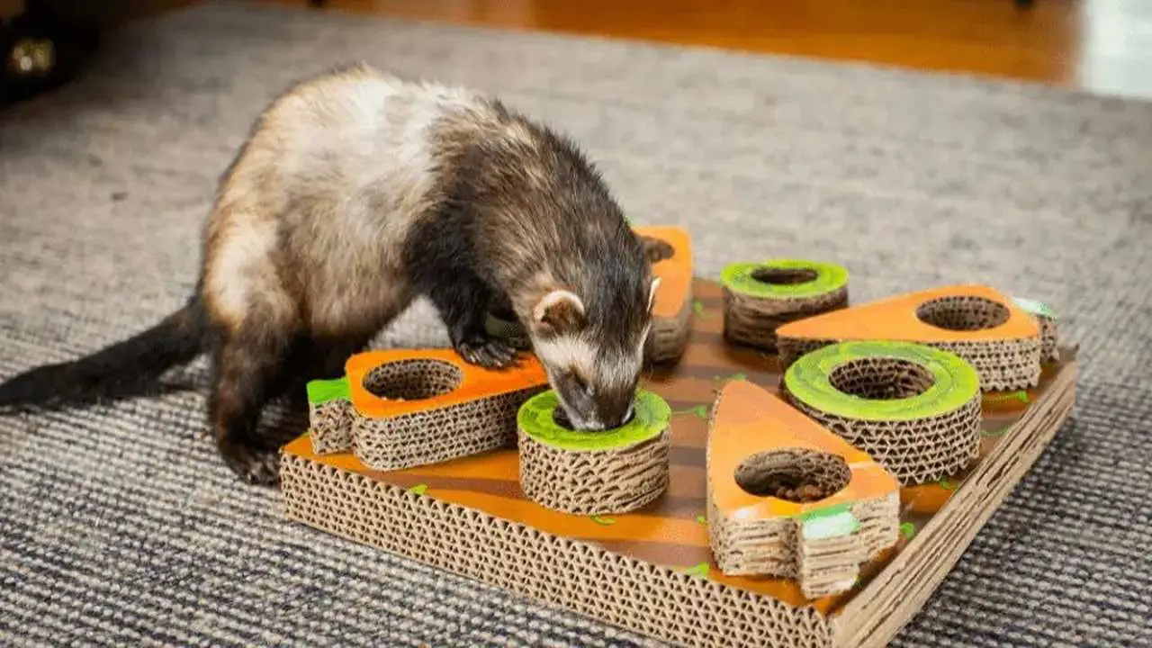 What Do Pet Ferrets Eat: 15+ Favorite Foods They Love
