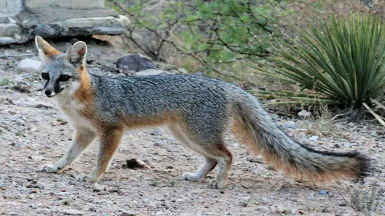 What Do Gray Foxes Eat [15+ Favorite Foods of Gray Foxes]