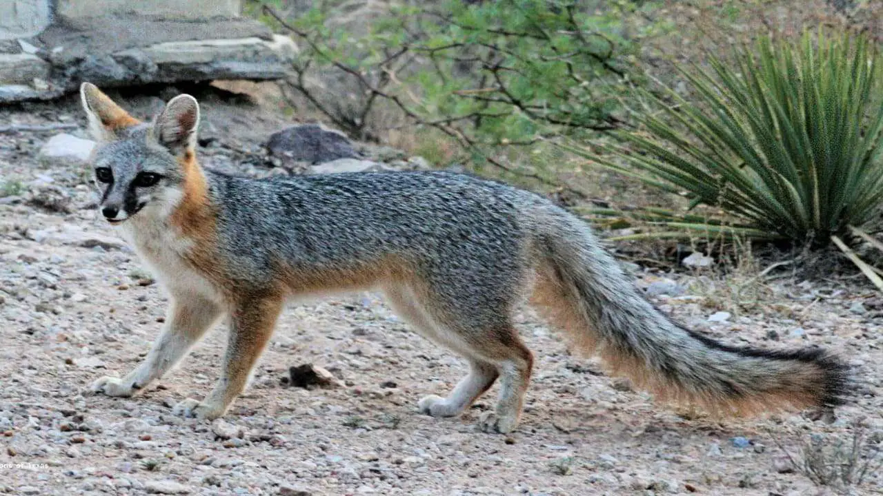 What Do Gray Foxes Eat [15+ Favorite Foods of Gray Foxes]