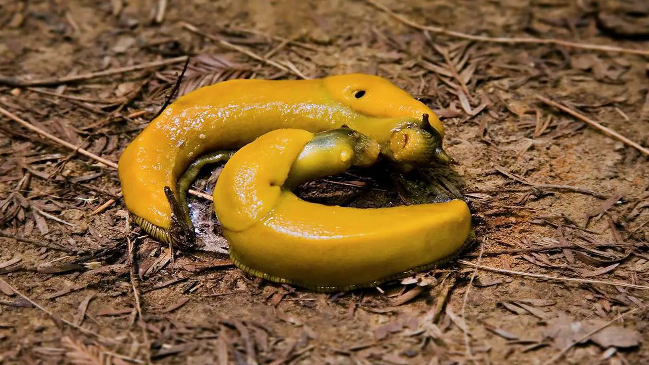 What Do Banana Slugs Eat: 10+ Foods They Love - Feeding Nature