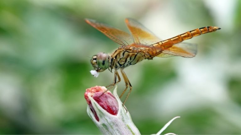 What Do Dragonflies Eat [15+ Foods They Love]