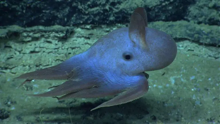 What Do Dumbo Octopus Eat [Diet & Facts] - Feeding Nature