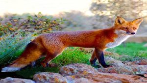 What Do Red Foxes Eat [20+ Foods They Feed On]