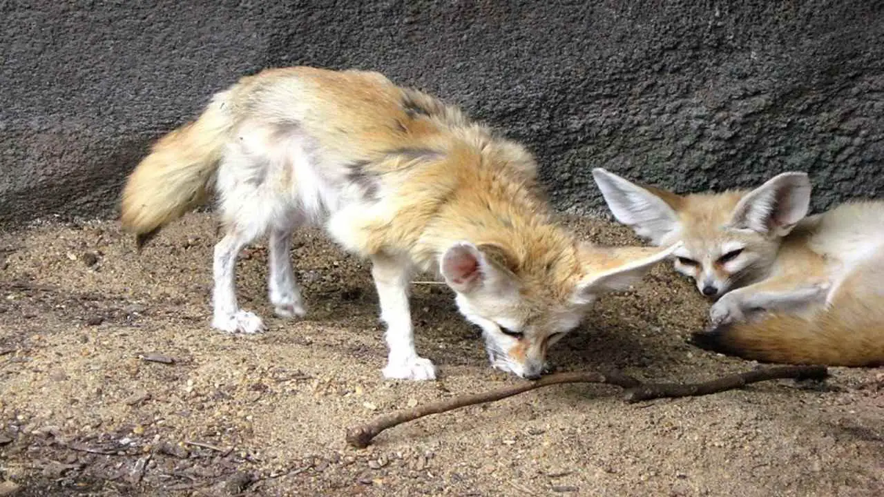 What Do Fennec Foxes Eat [Diet & Facts]
