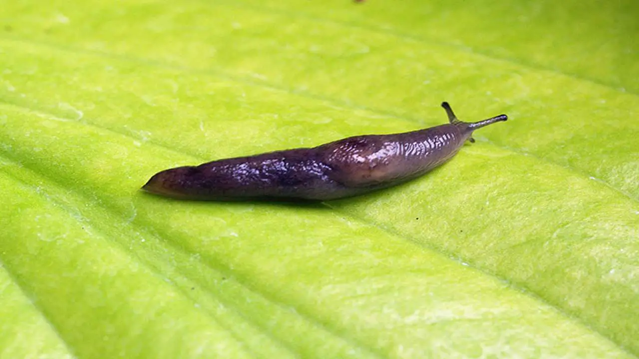 What Do Garden Slugs Eat: 10+ Foods They Like