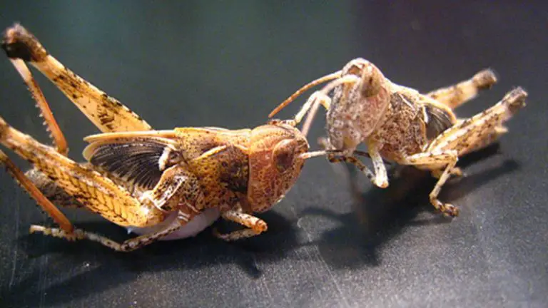 What Do Locusts Eat [20+ Foods They Feed On]