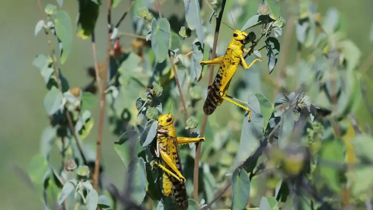 What Do Locusts Eat [20+ Foods They Feed On]
