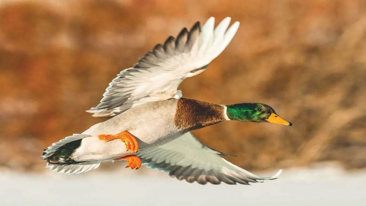 What Do Mallard Ducks Eat [20+ Food They Love]