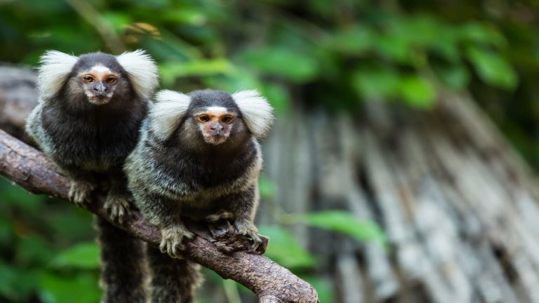 What Do Marmoset Monkeys Eat [Diet & Facts]