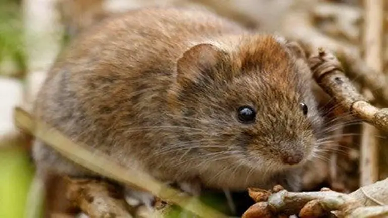 What Do Meadow Voles Eat: 10+ Foods They Like