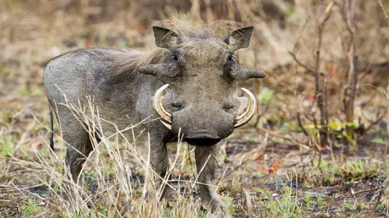 Where Do Warthogs Live [Habitat & Facts]
