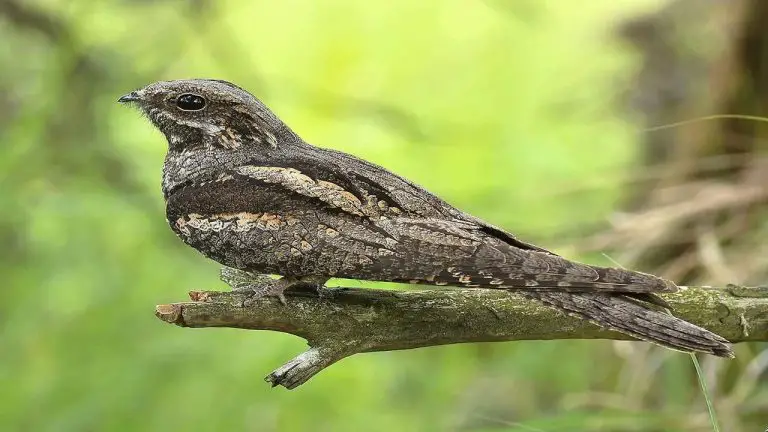What Do Nightjars Eat [10+ Foods They Eat]