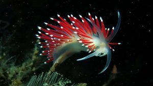 What Do Sea Slugs Eat: 8+ Foods They Eat