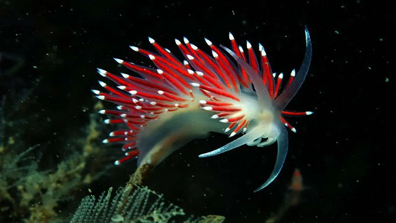 What Do Sea Slugs Eat: 8+ Foods They Eat