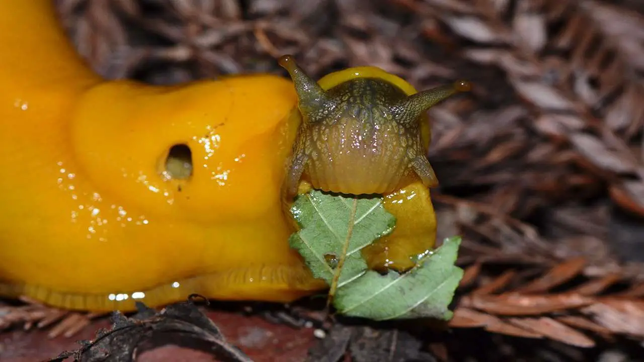 What Do Banana Slugs Eat: 10+ Foods They Love - Feeding Nature
