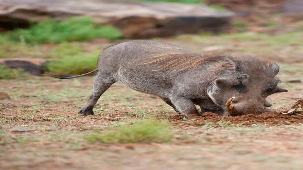 Where Do Warthogs Live [Habitat & Facts]