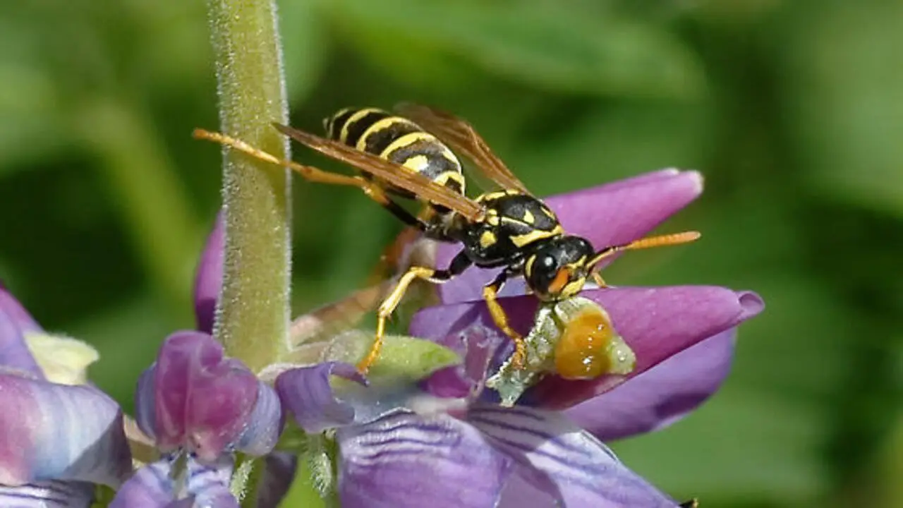 What Do Paper Wasps Eat [Diet & Interesting Facts]