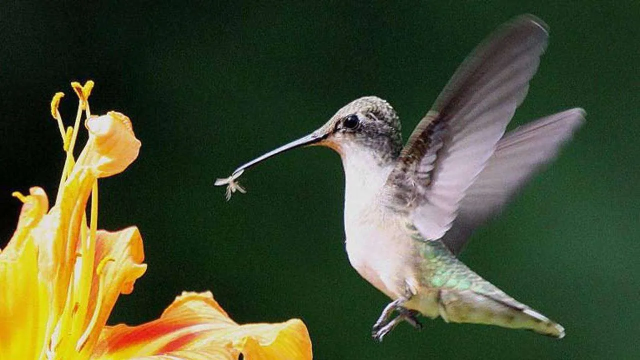 Do Hummingbirds Eat Insects: 6+ Insects They Eat