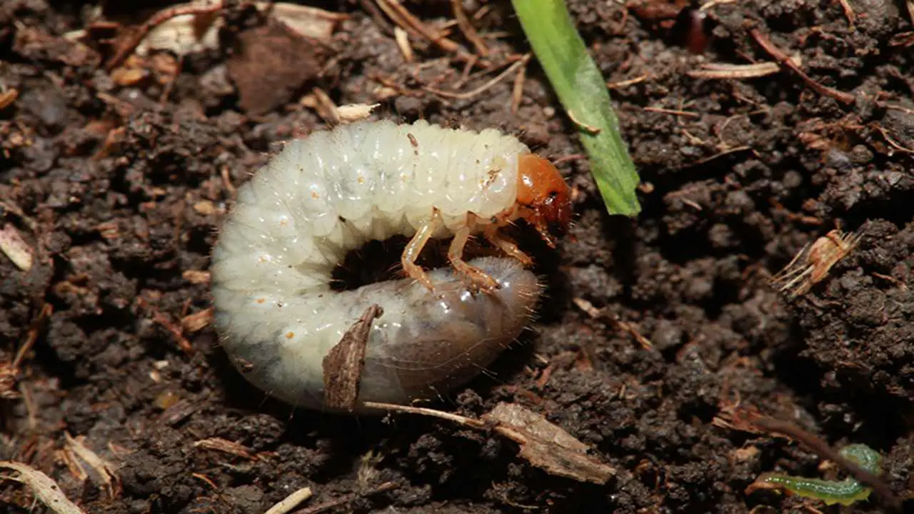 What Do Baby Grubs Eat: