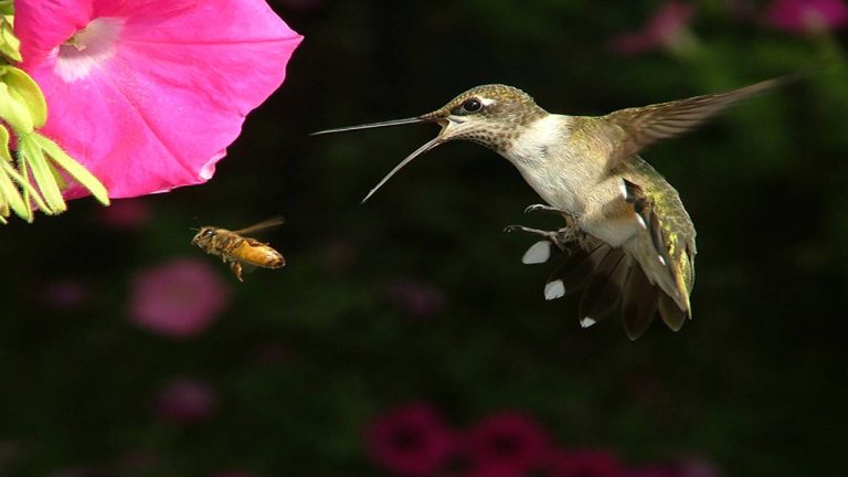 Do Hummingbirds Eat Insects: 6+ Insects They Eat