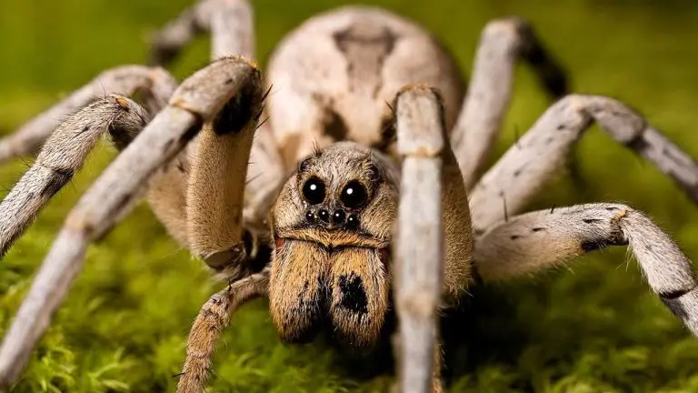 What Do Spiders Eat [10+ Foods They Feed On]